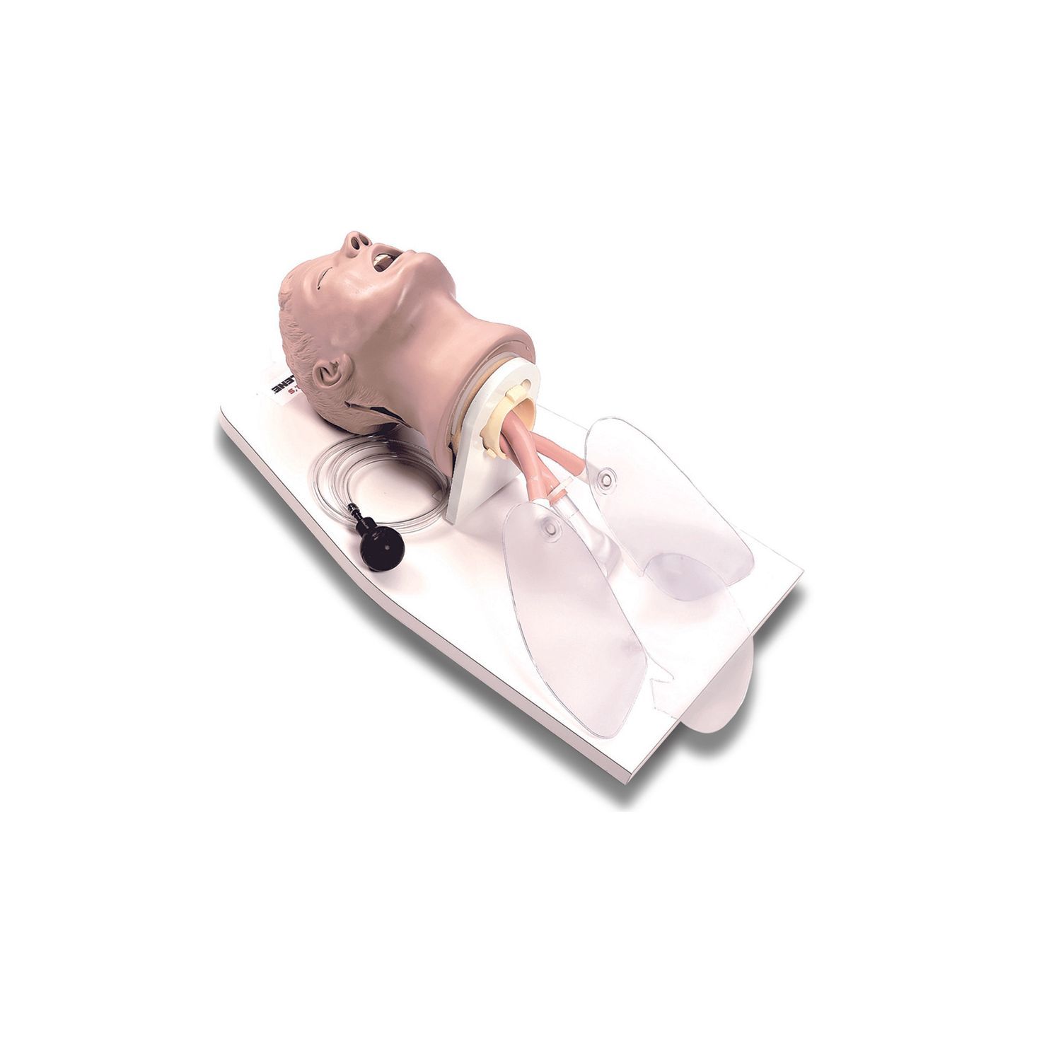 Larry Intubation Trainer | Armstrong Medical