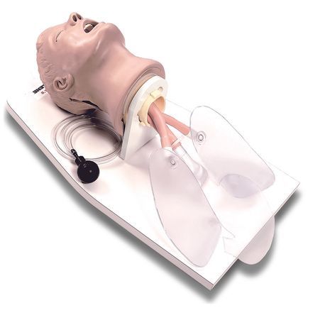 Larry Intubation Trainer | Armstrong Medical
