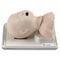 Laerdal Infant Intubation Model | Armstrong Medical